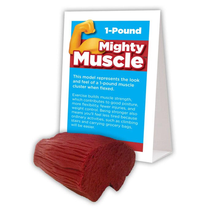 Mighty Muscle 1 lb | Health Edco | Health Education Models