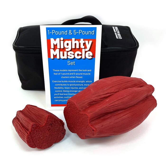 Mighty Muscle Set 1 lb & 5 lb | Health Edco Teaching Models