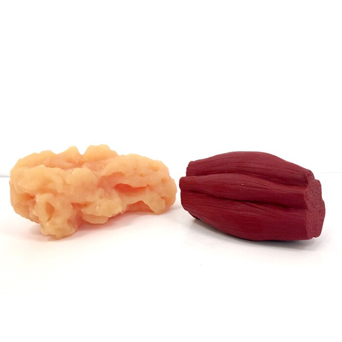 Fat Chunk & Mighty Muscle Set | Health Edco Teaching Models