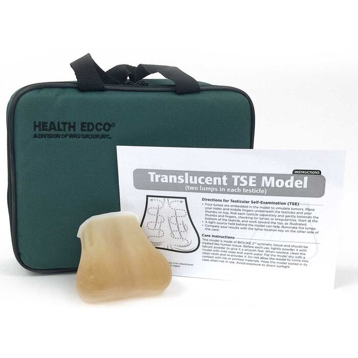 Translucent TSE Model, 2 Lumps In Each Testicle | Health Edco