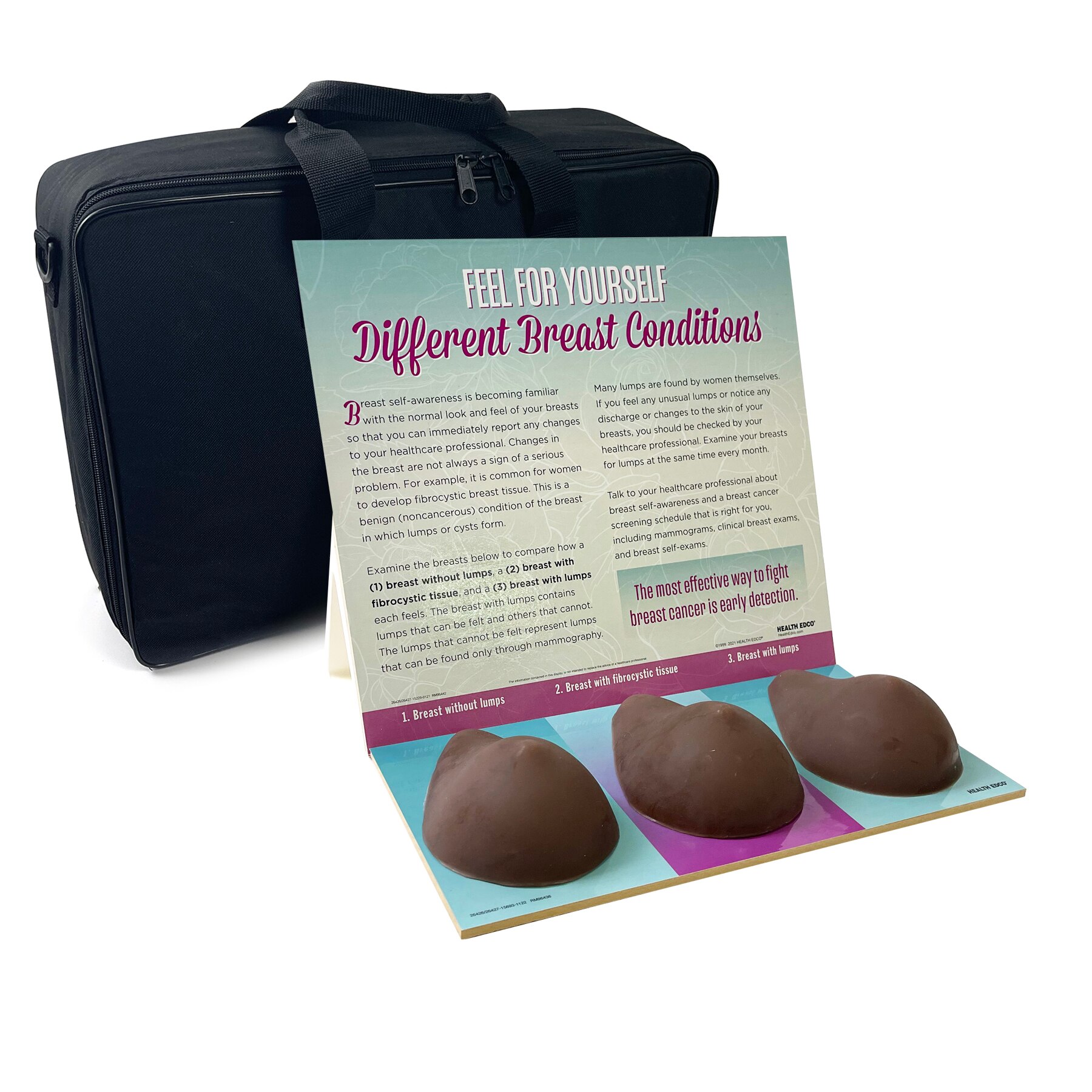 Standard BSE Model Kit | Health Edco