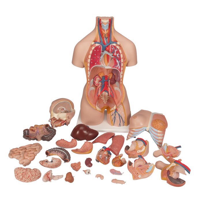 Deluxe Male/Female Torso Anatomy Model | Health Edco