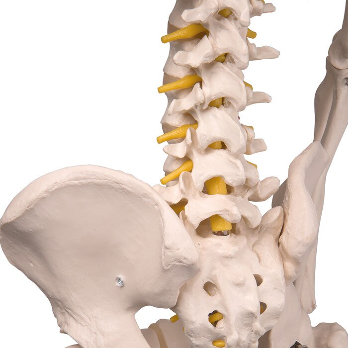 Human Skeleton With Flexible Spine Model | Health Edco