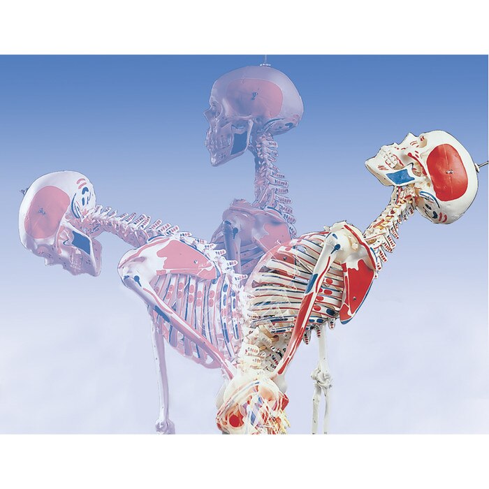 Deluxe Human Skeleton Model | Health Edco | Anatomy Models