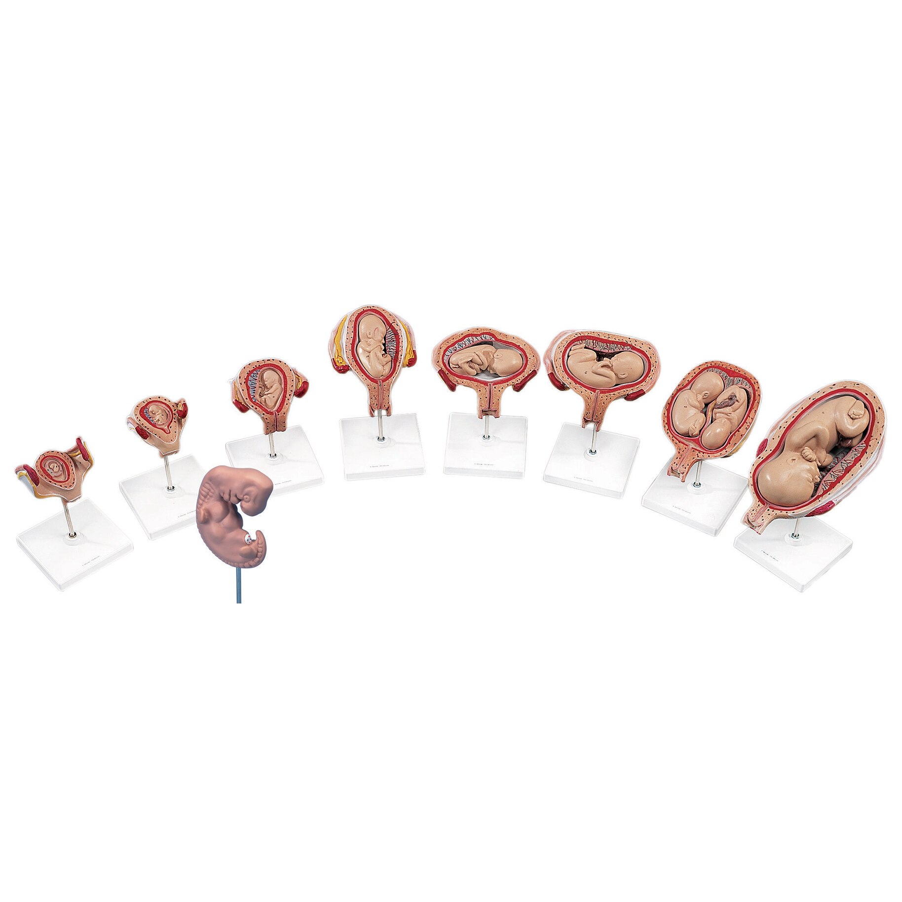 Conception To Birth Folding Display | Childbirth Graphics