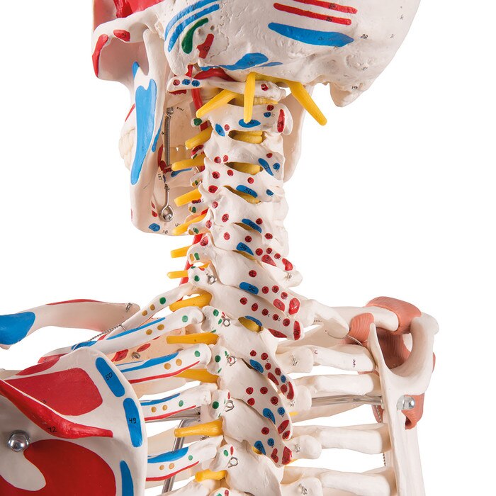 Deluxe Human Skeleton Model, Suspended Version | Health Edco