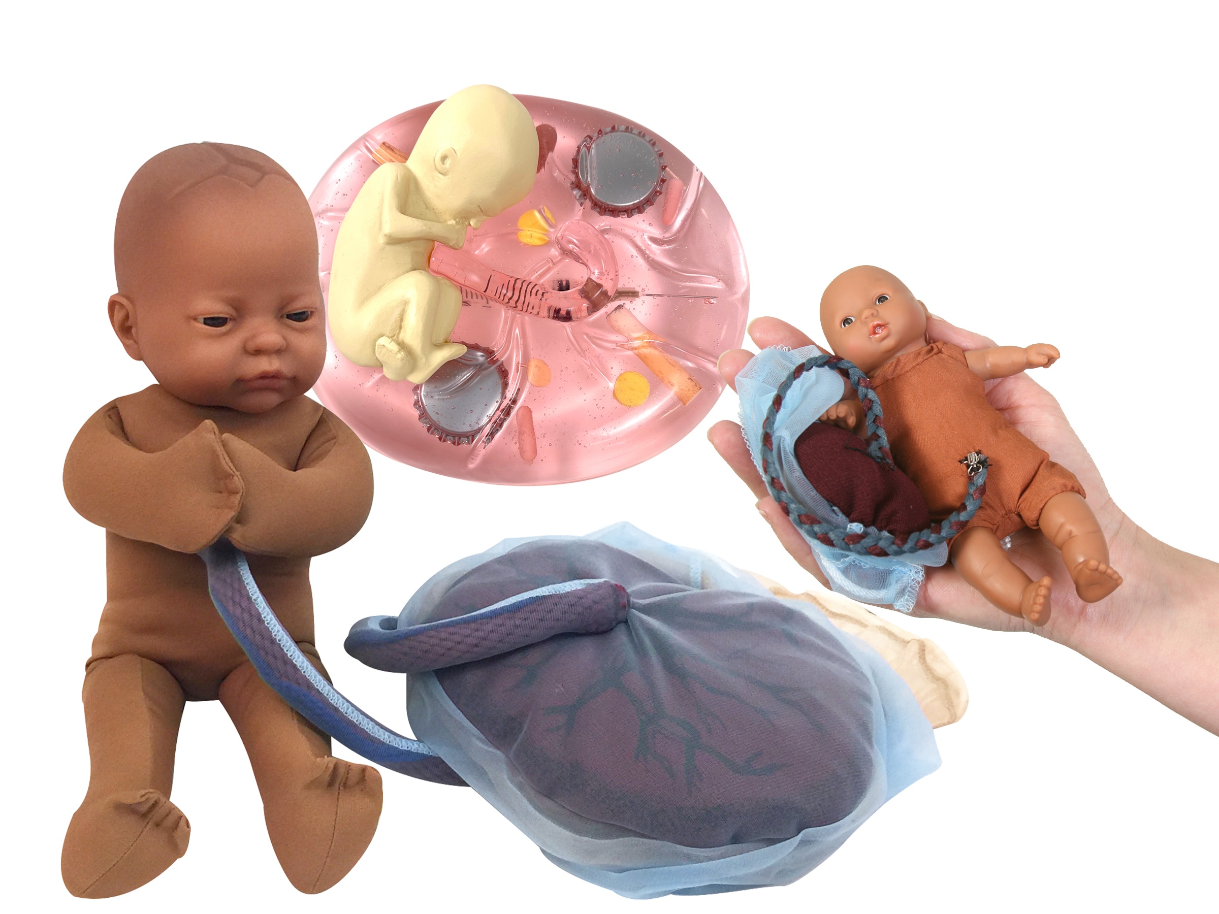 Childbirth Education Placenta Models | Childbirth Graphics