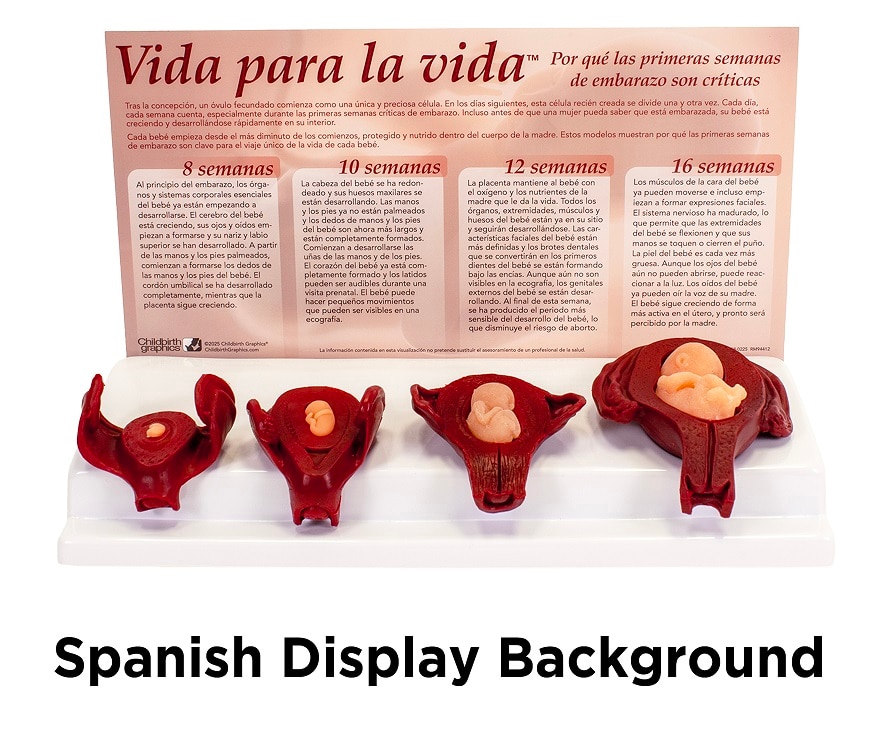 New Early Pregnancy Teaching Display | Childbirth Graphics