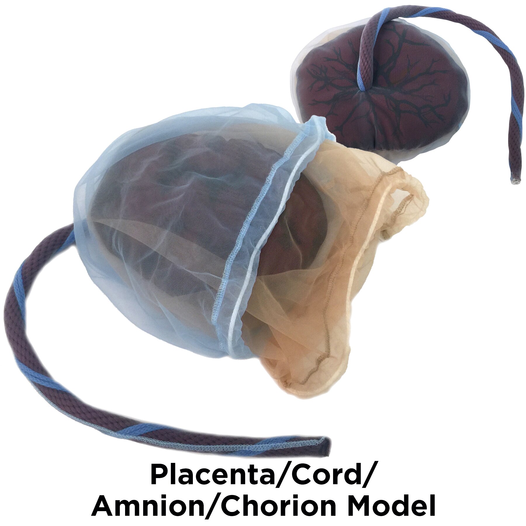 Childbirth Education Placenta Models | Childbirth Graphics