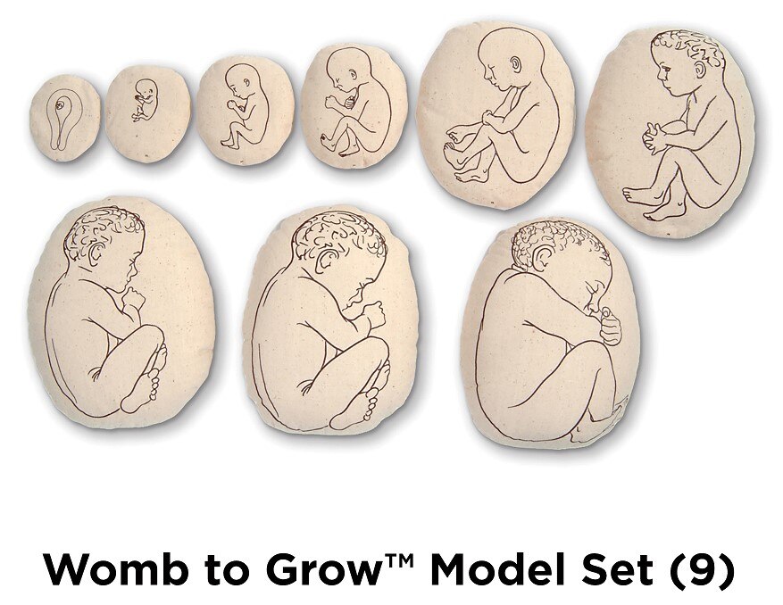 It's Back: Womb to Grow Model Set | Childbirth Graphics
